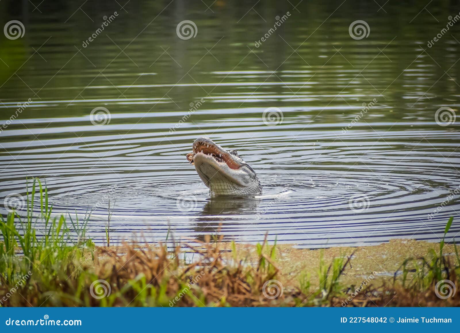 Alligator in Swamp Eating Prey Stock Photo - Image of palm, crocodile ...