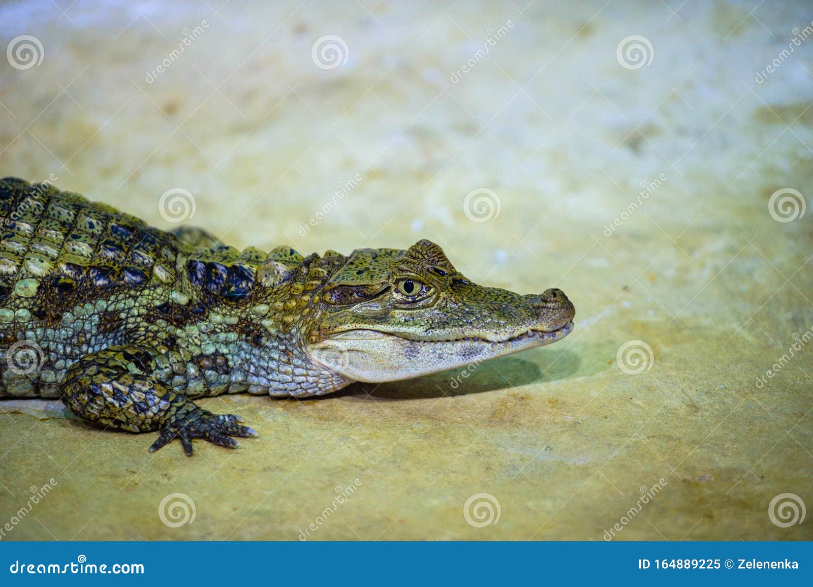 Alligator stock image. Image of leather, lake, carnivore - 164889225