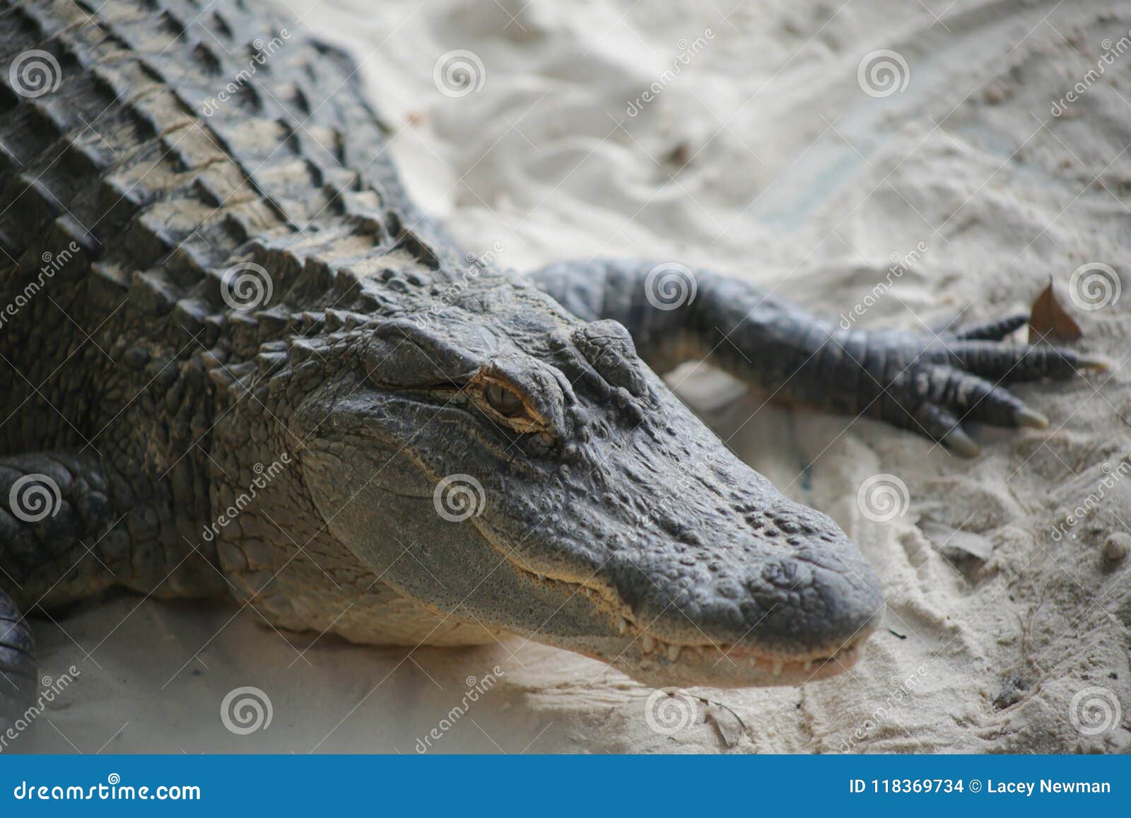 Alligator stock photo. Image of sand, armor, reptile - 118369734