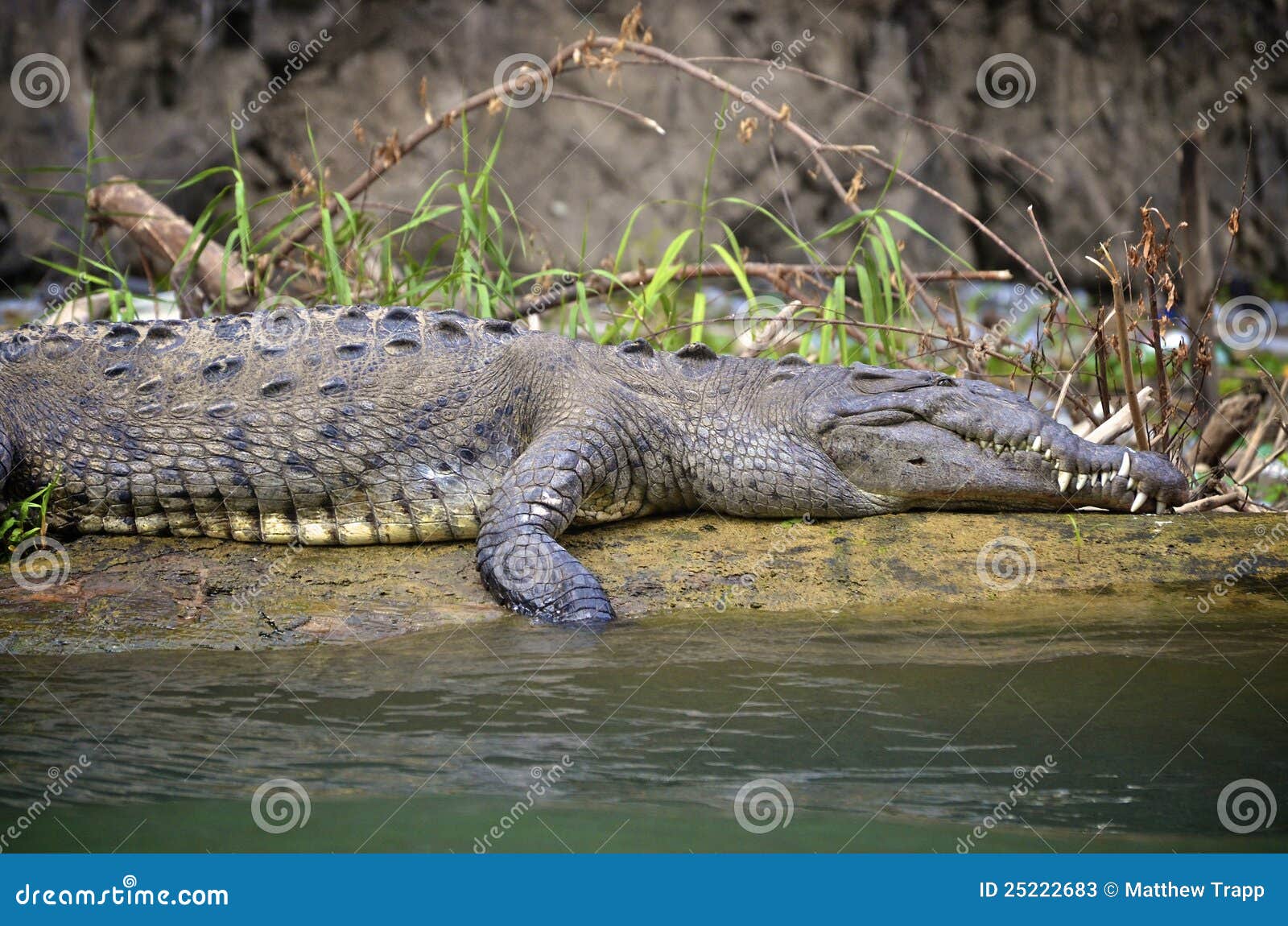 Alligator Along the Sumidero Canyon Stock Image - Image of head ...