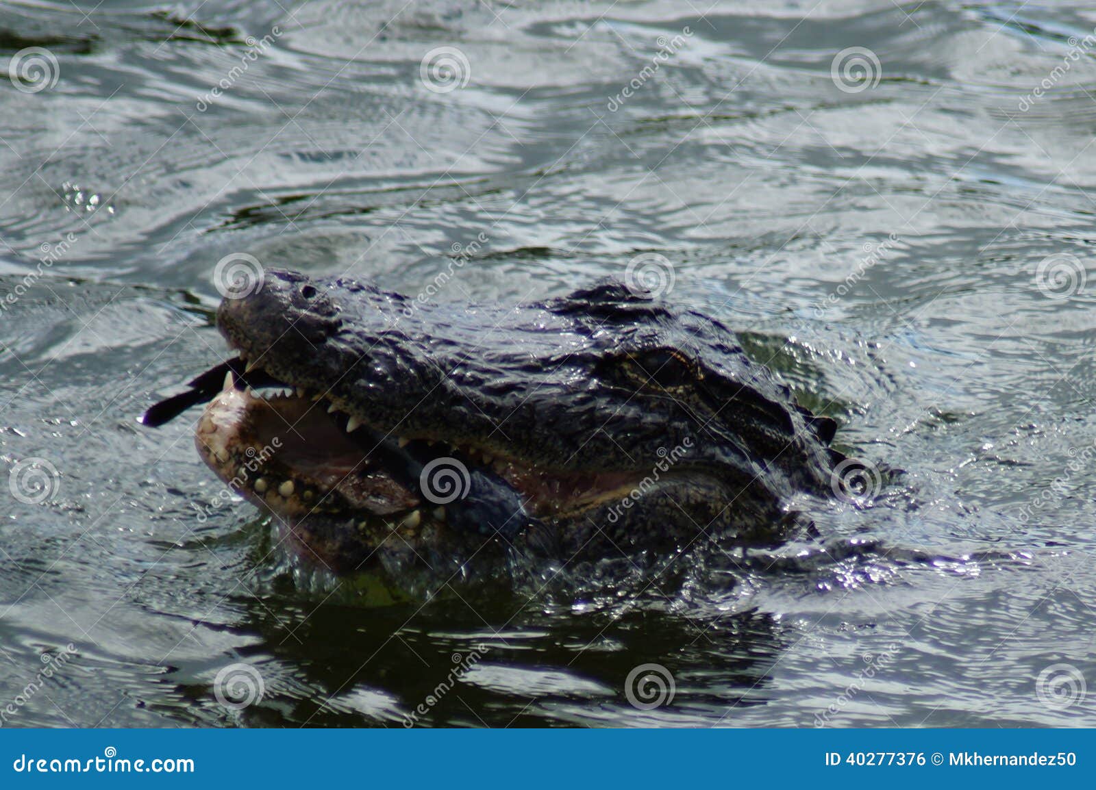Alligator stock photo. Image of fish, south, prey, american - 40277376