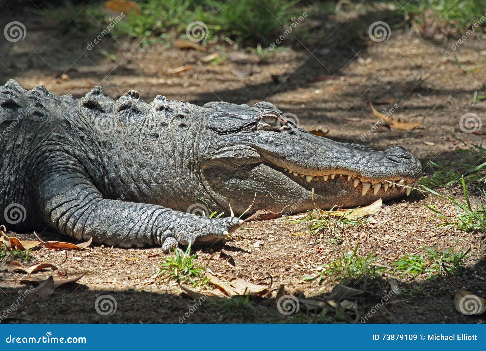 Alligator stock image. Image of mouth, animal, buckskinman - 73879109