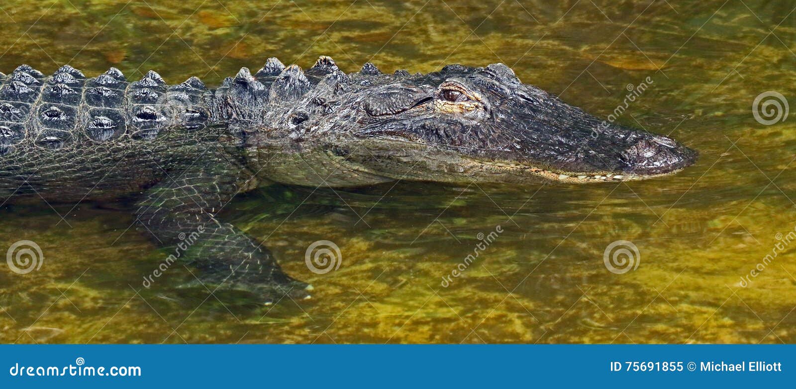 Alligator stock image. Image of eyes, everglades, rest - 75691855
