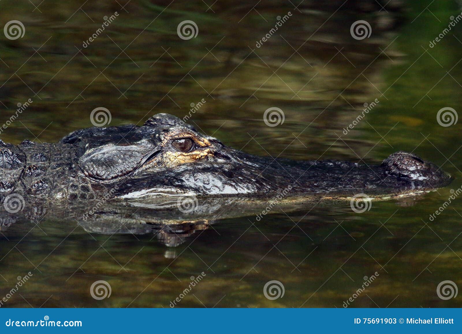 Alligator stock image. Image of predator, face, portrait - 75691903