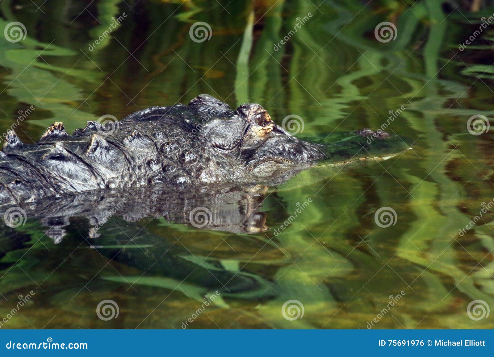Alligator stock photo. Image of face, green, rest, crocodile - 75691976