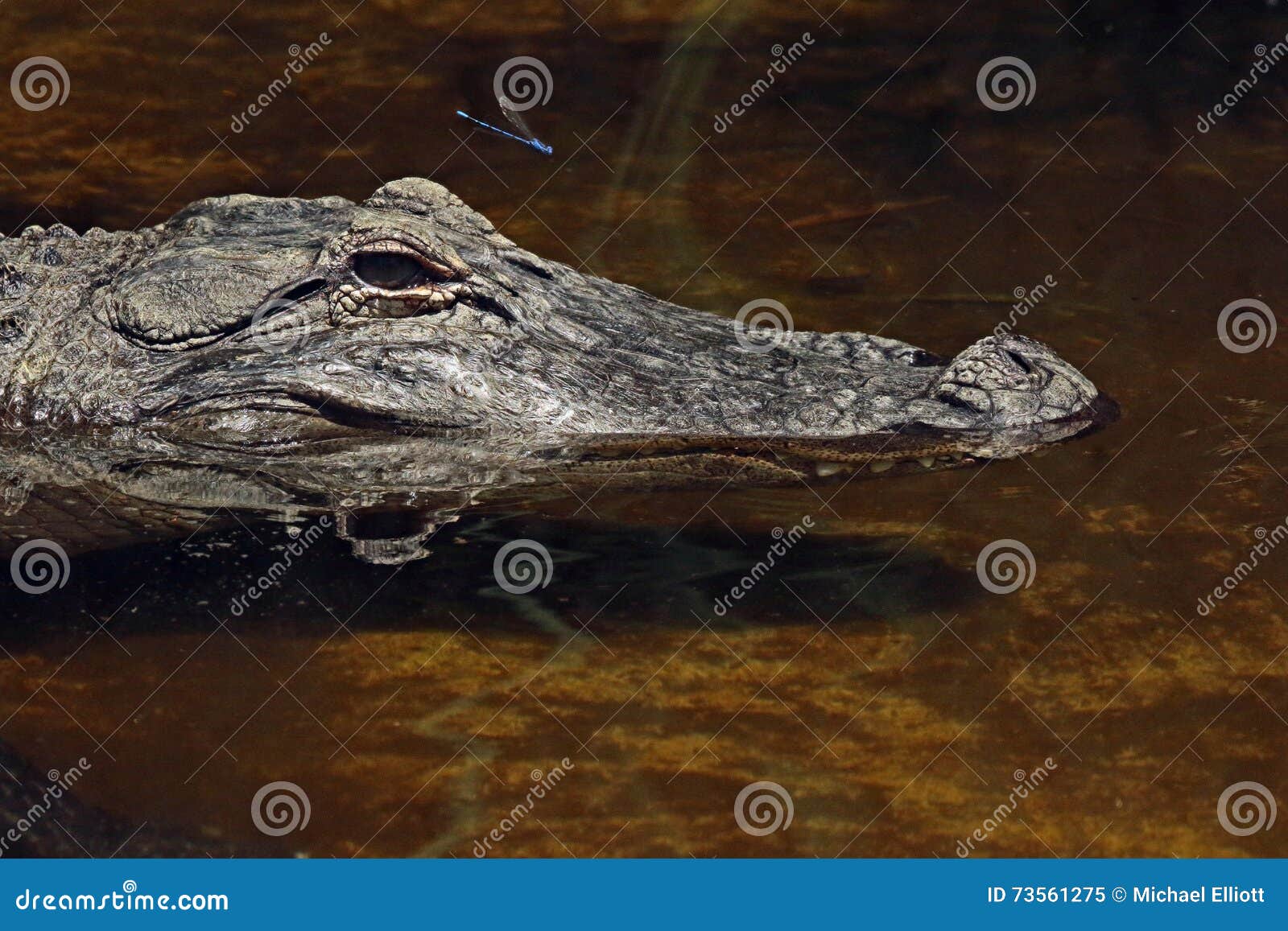 Alligator stock image. Image of bite, buckskinman, aquatic - 73561275