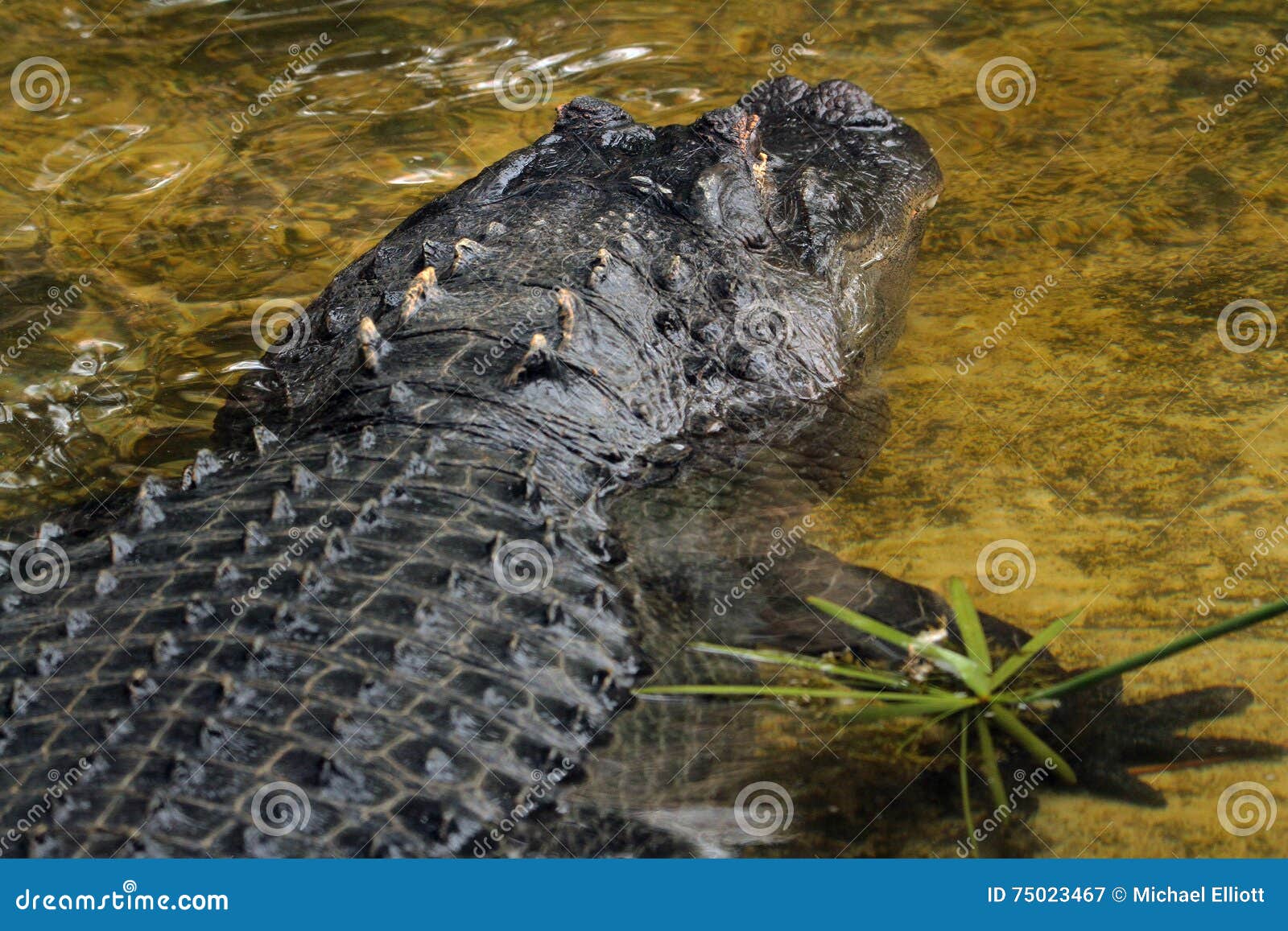 Alligator stock image. Image of crocodile, face, fangs - 75023467