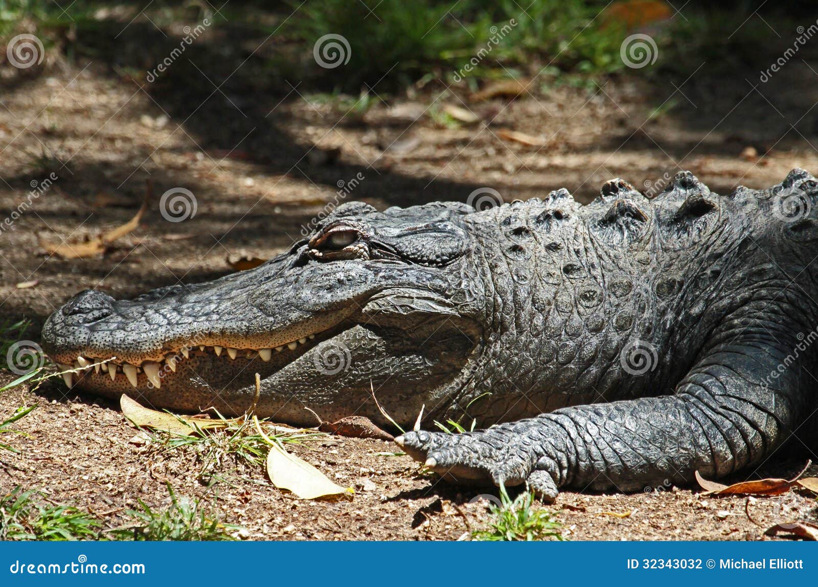 Alligator stock photo. Image of crocodile, alligator - 32343032
