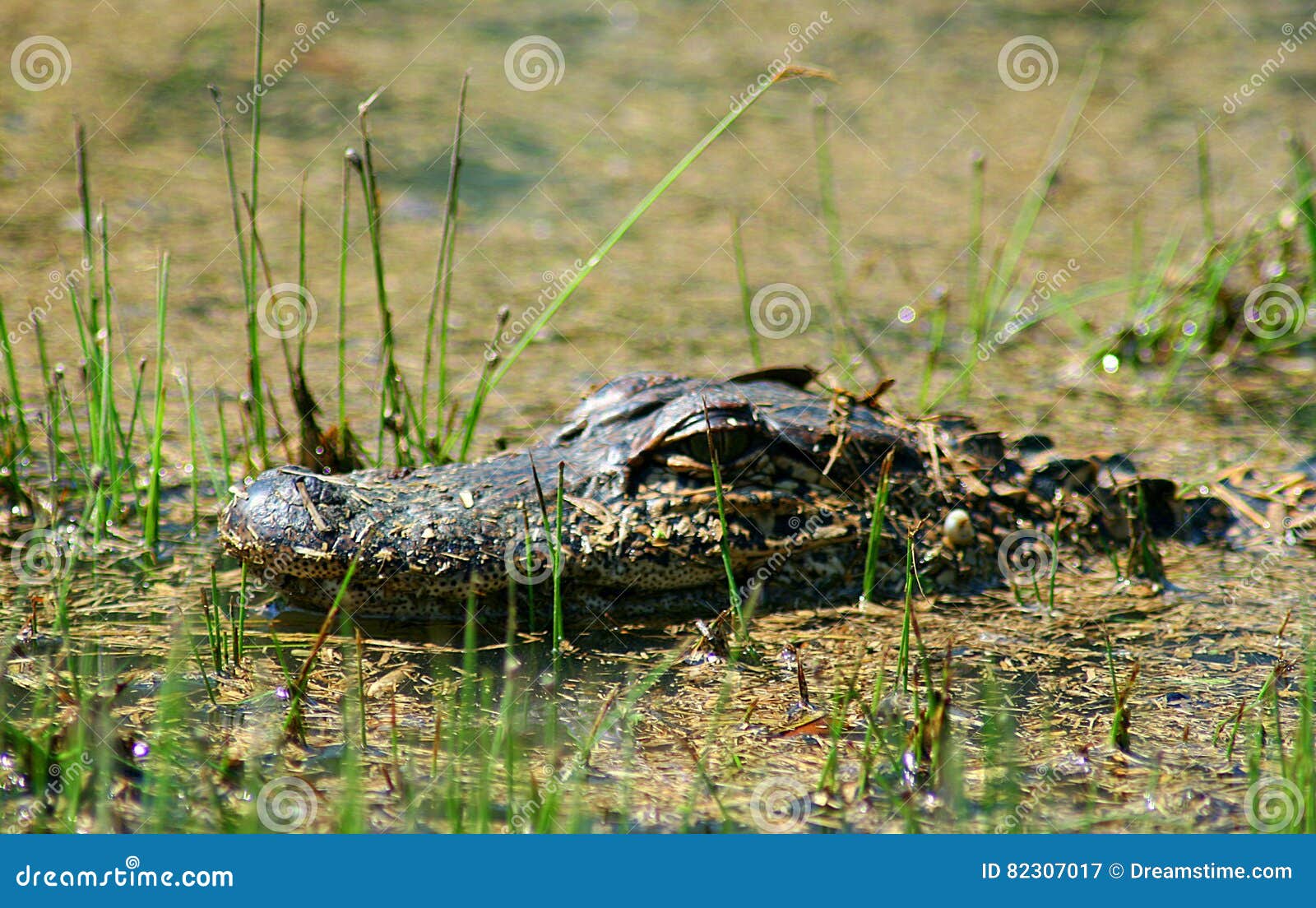 Alligator stock image. Image of pond, river, marsh, wetlands - 82307017