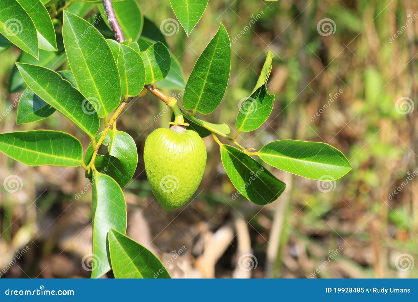 Alligator apple stock image. Image of wetlands, everglades - 19928485