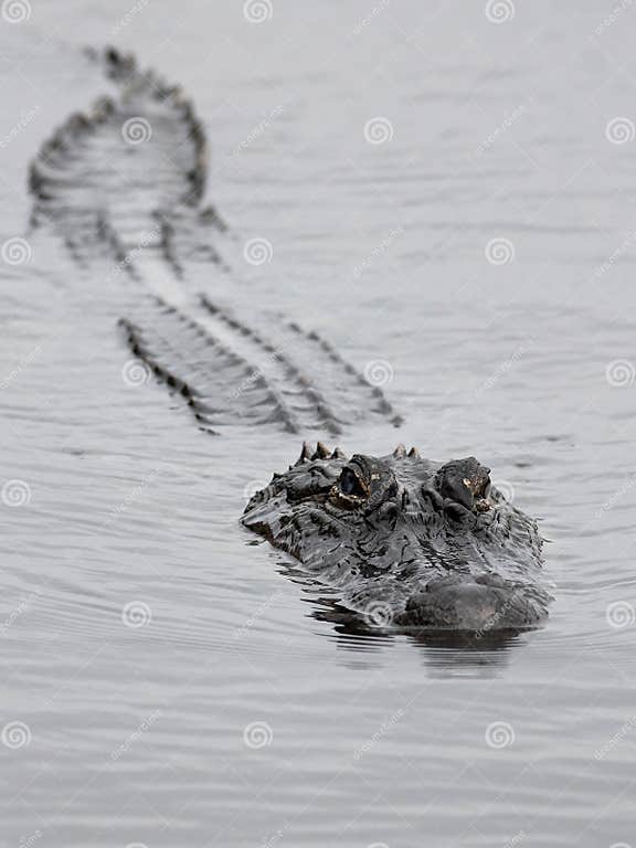Alligator Approach stock image. Image of wildlife, nature - 29332115