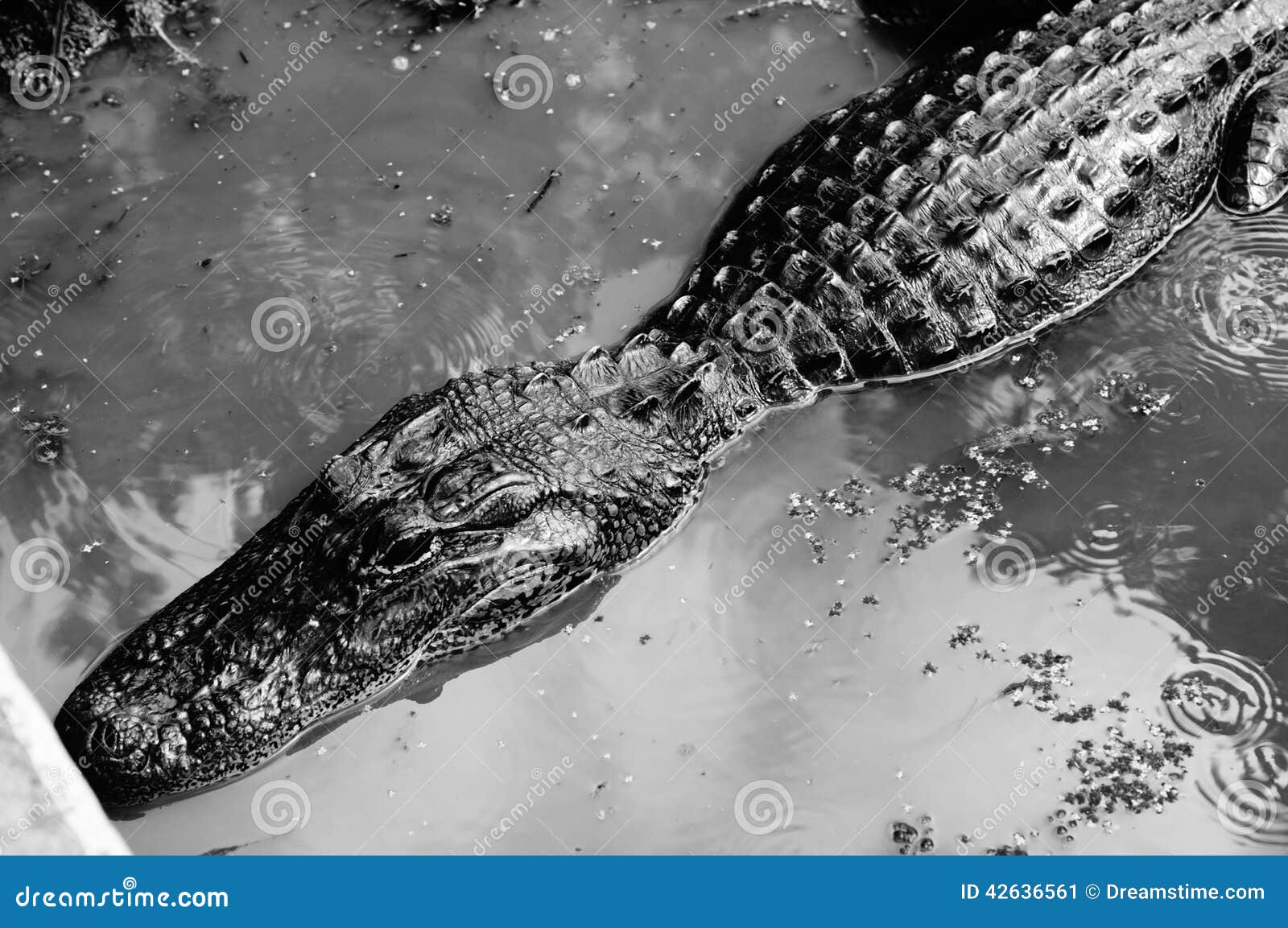 Alligator attack! stock image. Image of crocodile, wildlife - 42636561
