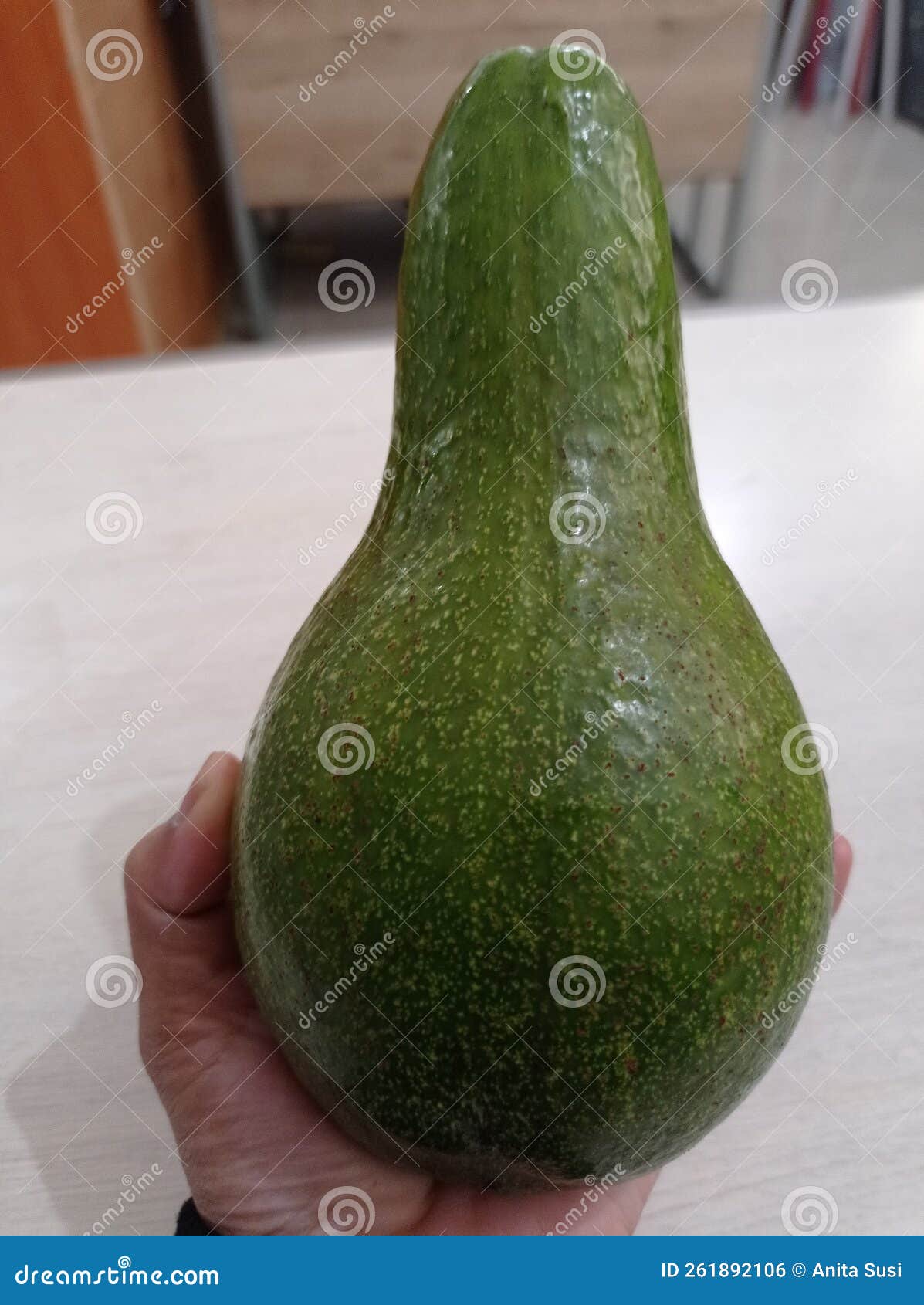 Alligator avocado stock photo. Image of alligator, healthy - 261892106