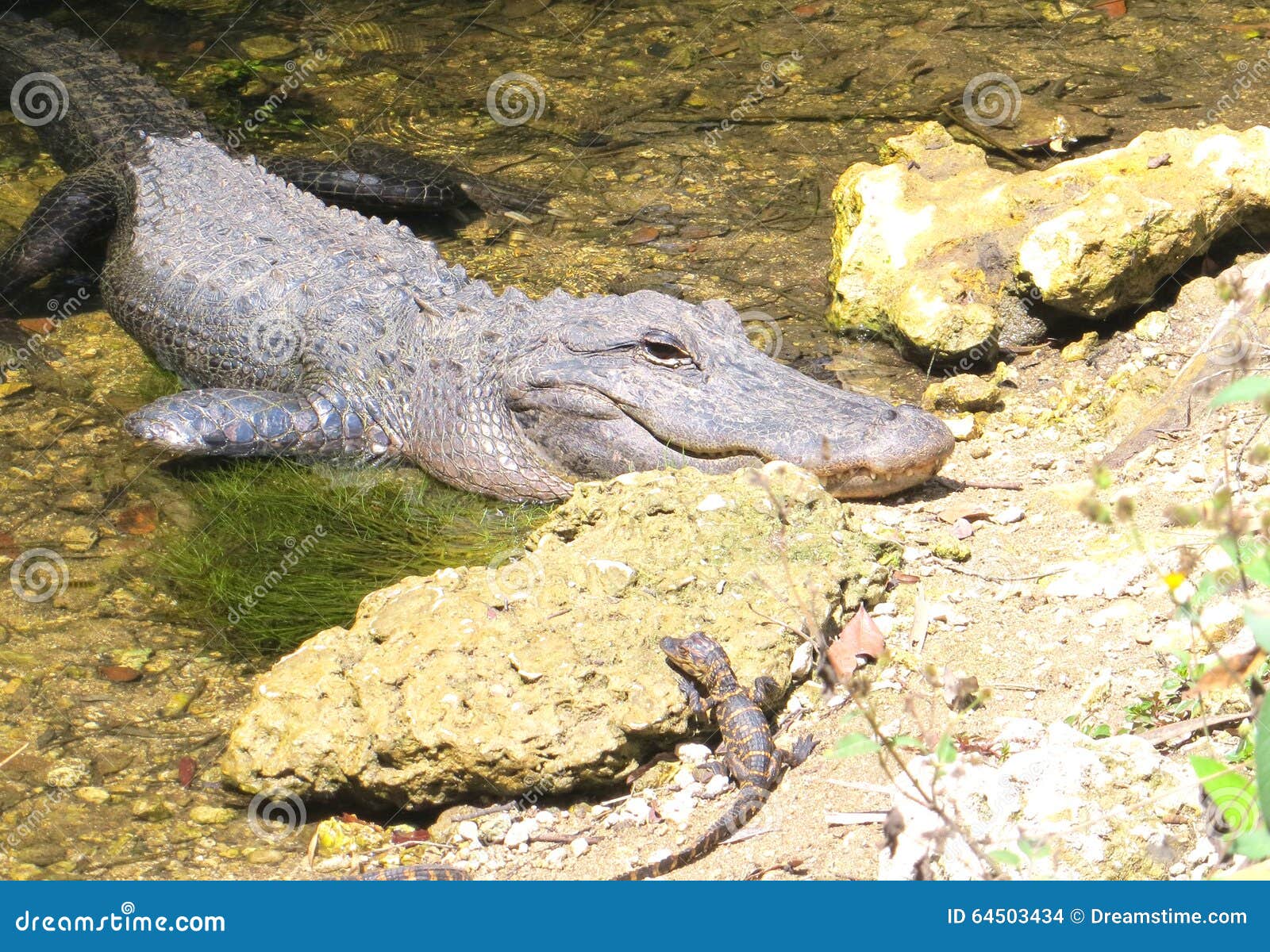 Alligator with Baby Alligator Stock Photo - Image of alligator, nature ...
