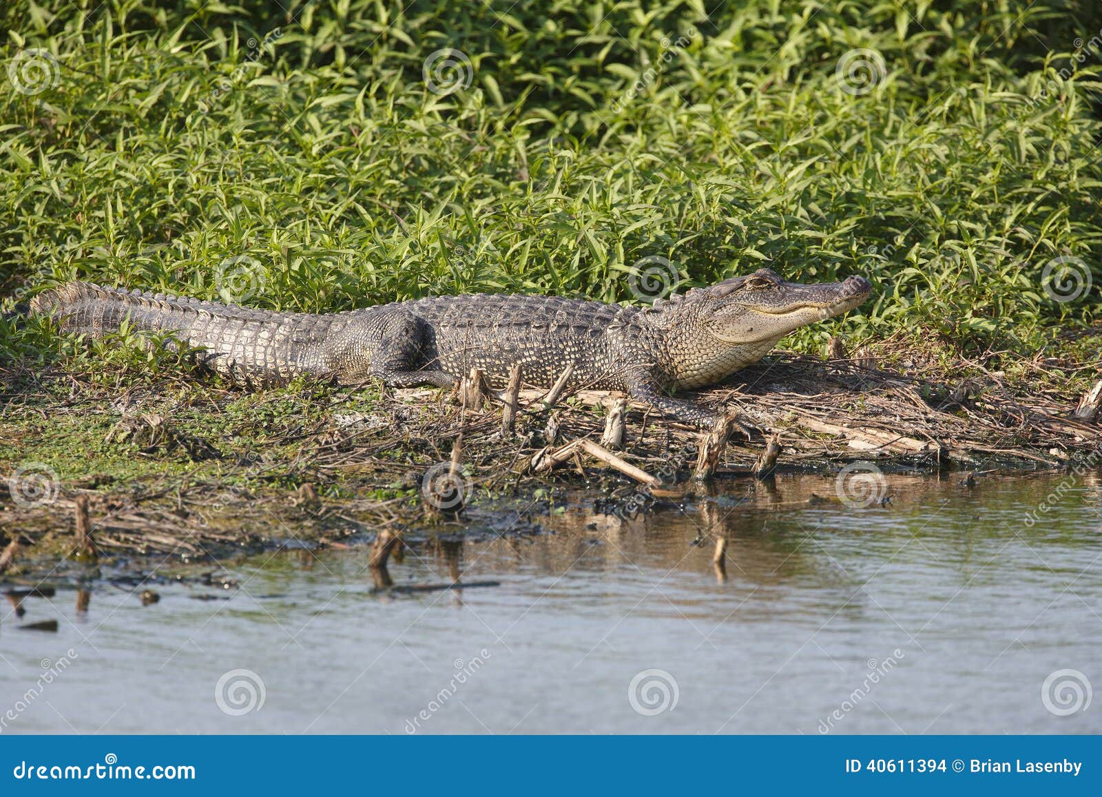 Alligator Basking at the Edge of a Pond Stock Photo - Image of predator ...