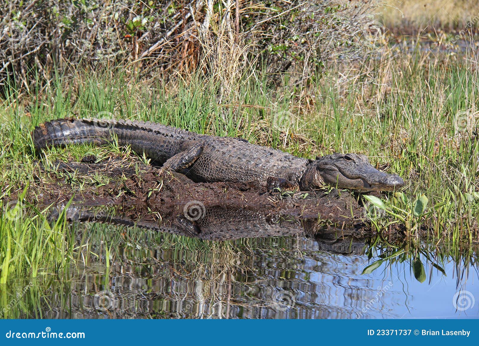 Alligator Basking on a River Bank Stock Image - Image of okefenokee ...