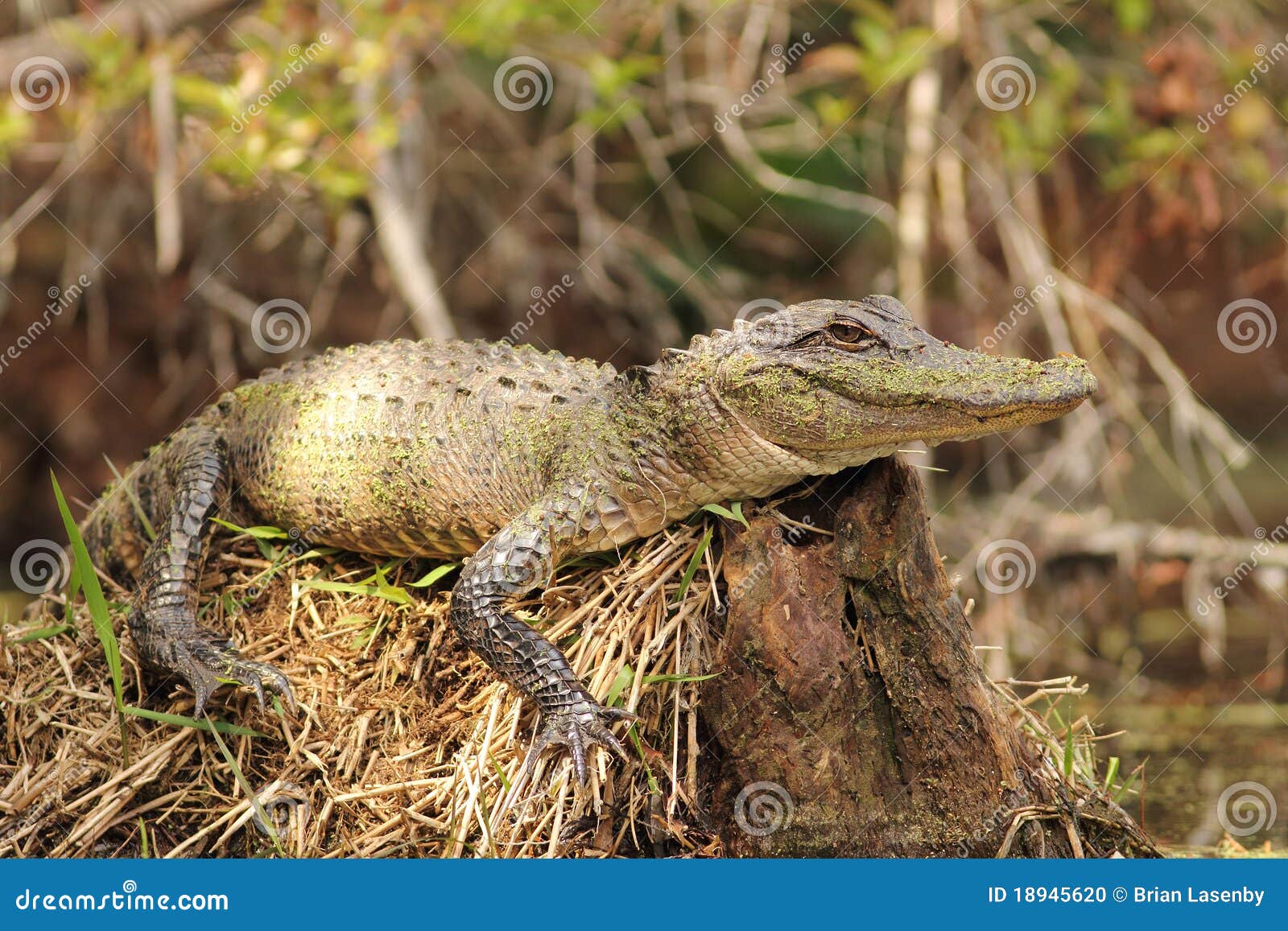 Alligator Basking on a Tree Stump Stock Photo - Image of cypress, moss ...