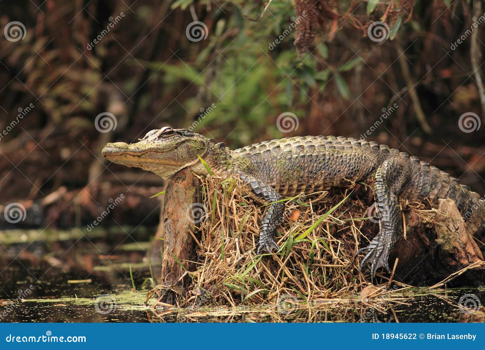 Alligator Basking on a Tree Stump Stock Photo - Image of america ...