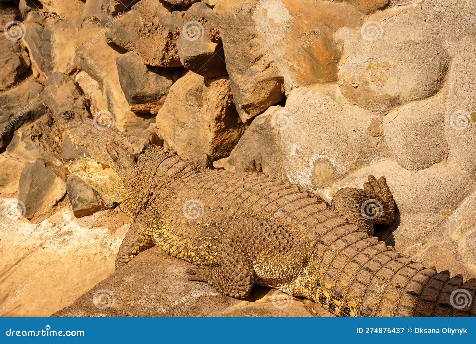 The Alligator Basks on the Rocks. Crocodile on the Sun Stock Image ...