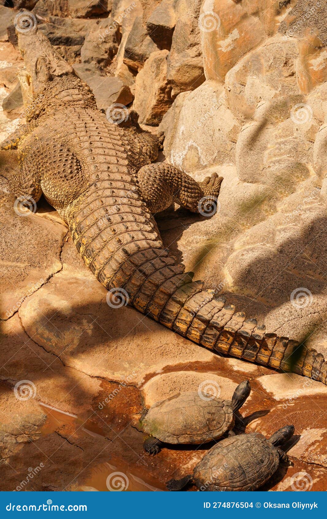 The Alligator Basks on the Rocks. Crocodile on the Sun Stock Photo ...