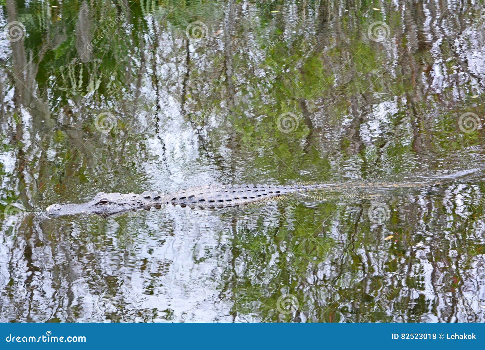 Alligator in the bog stock photo. Image of natural, reptile - 82523018