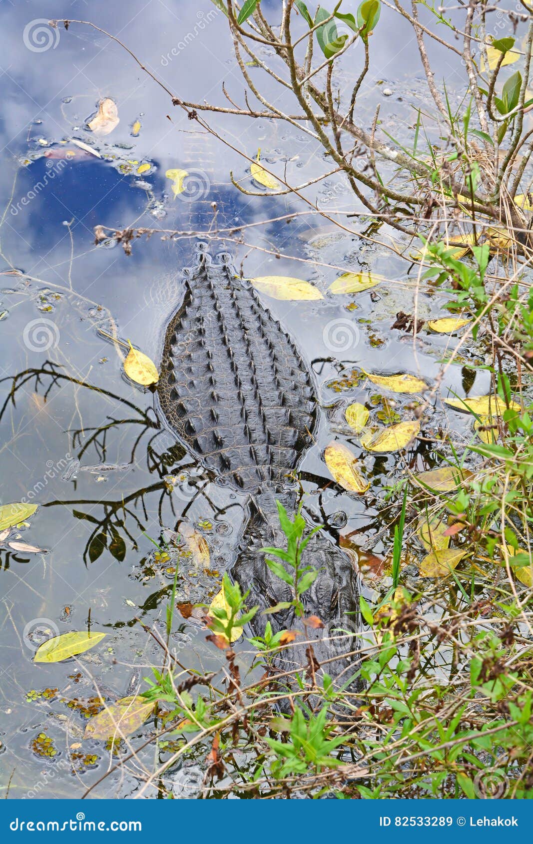 Alligator in the bog stock image. Image of sand, outside - 82533289