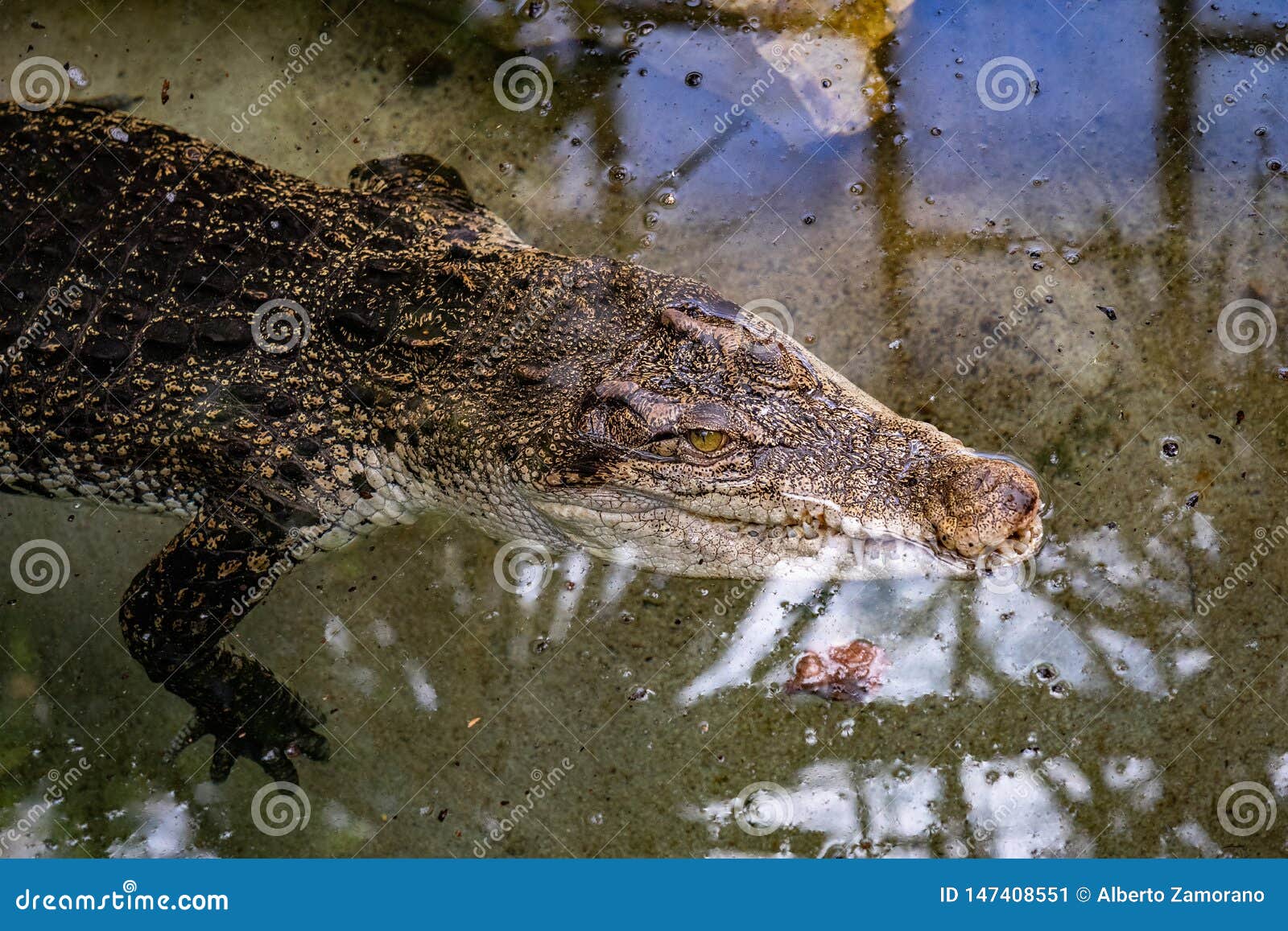 Alligator Caiman Crocodile Reptile in Zoo Editorial Photo - Image of ...