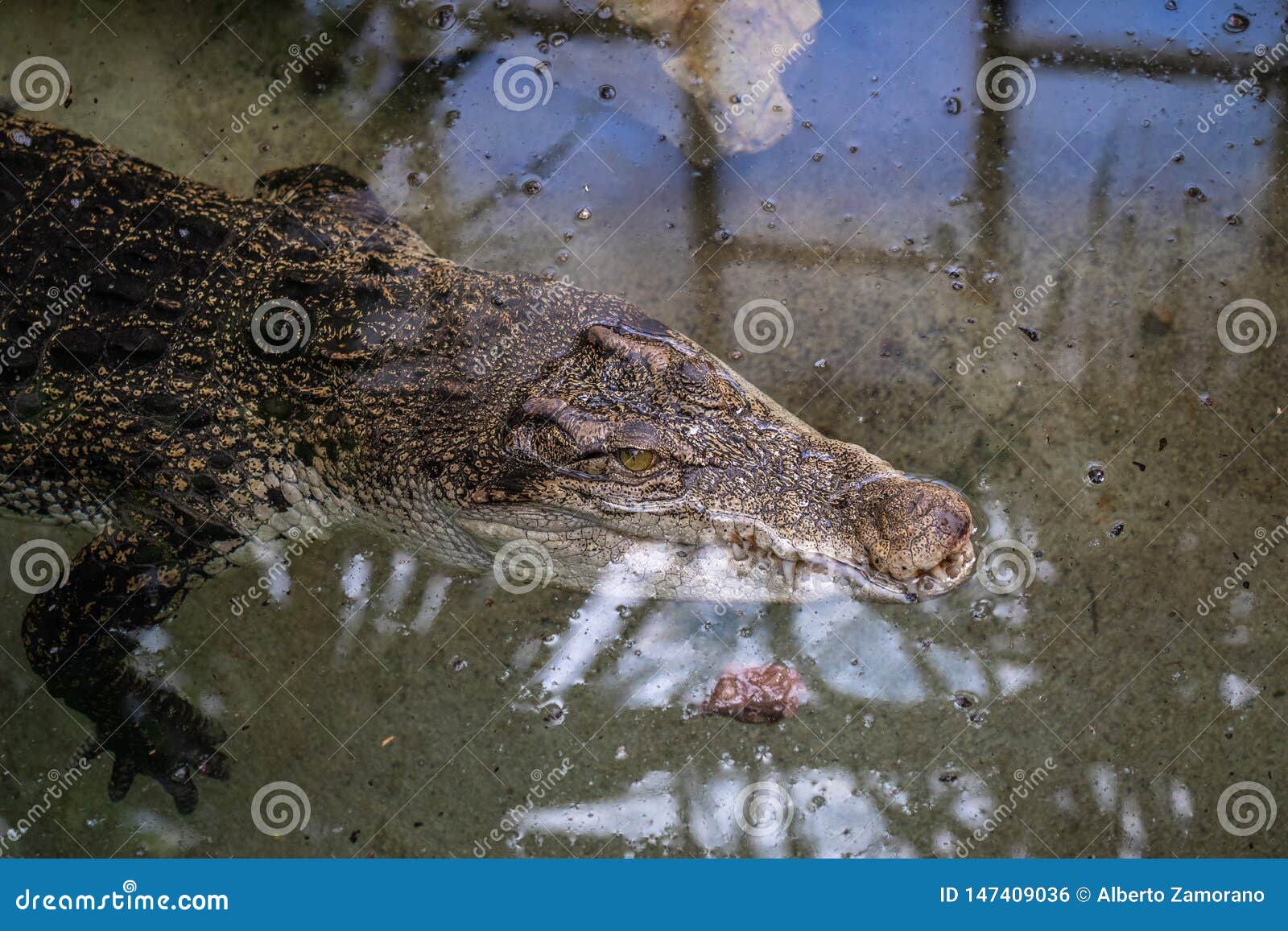 Alligator Caiman Crocodile Reptile in Zoo Editorial Photo - Image of ...