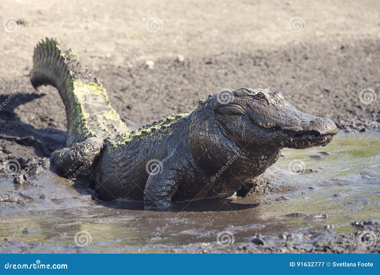 Alligator catching a fish stock image. Image of prey - 91632777