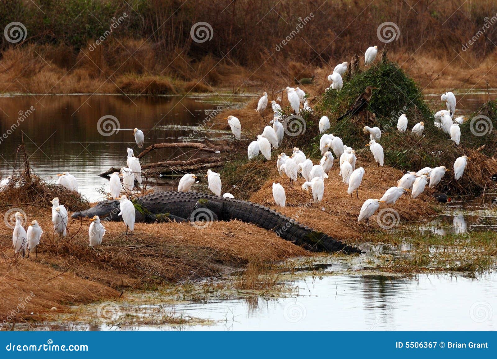 Cattle Egrets With An Alentejana Cow, Alentejo Region, Portugal. Stock ...