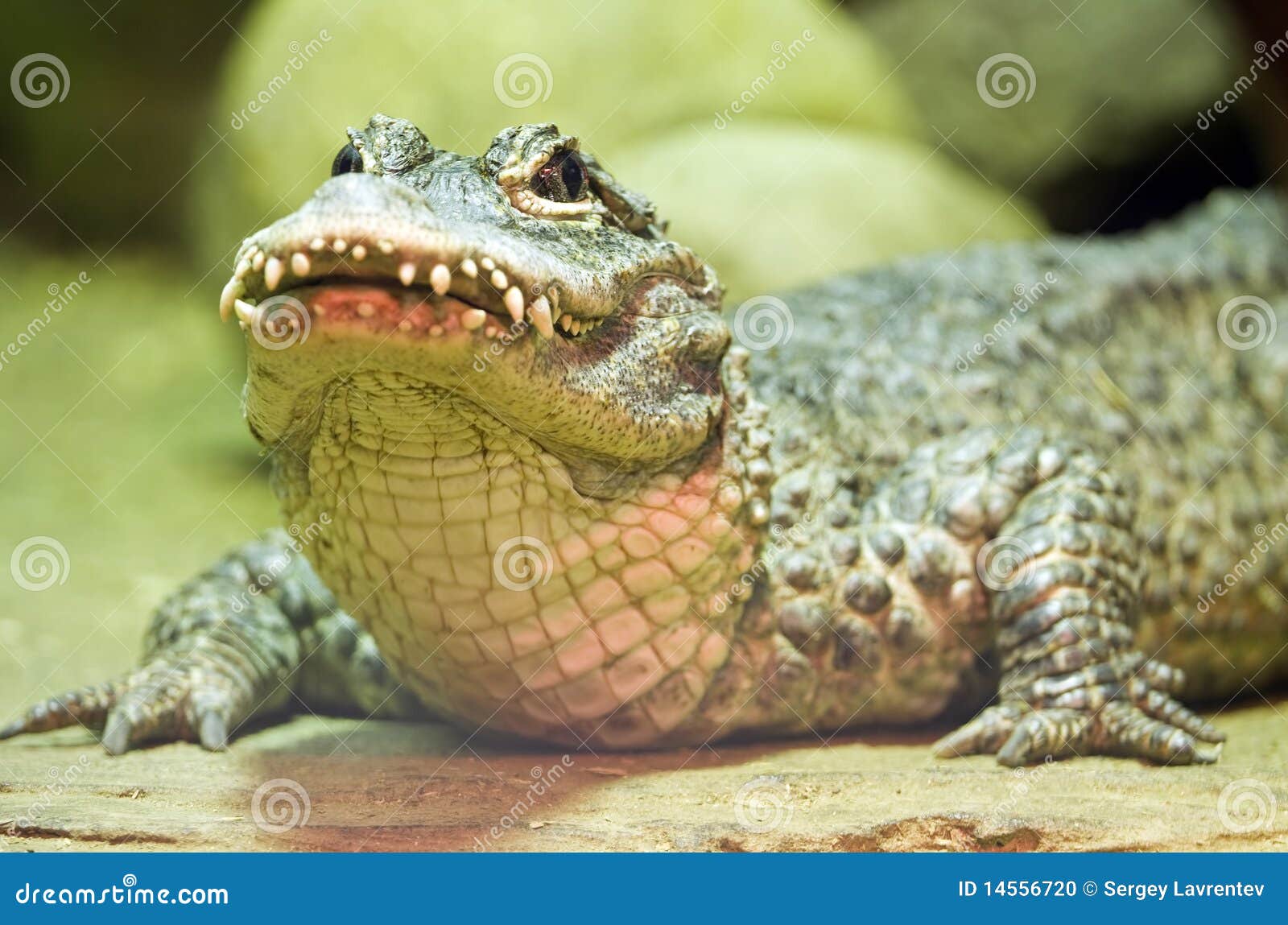 Alligator chinois photo stock. Image du aquatique, nature - 14556720