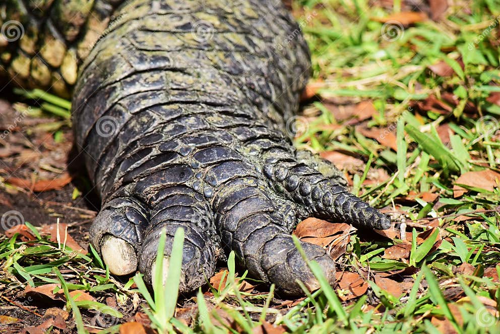 Alligator Claw stock image. Image of grey, lizard, claws - 67314471