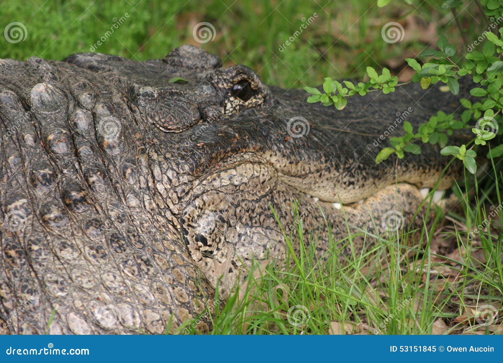 Alligator stock image. Image of alligator, close, lying - 53151845