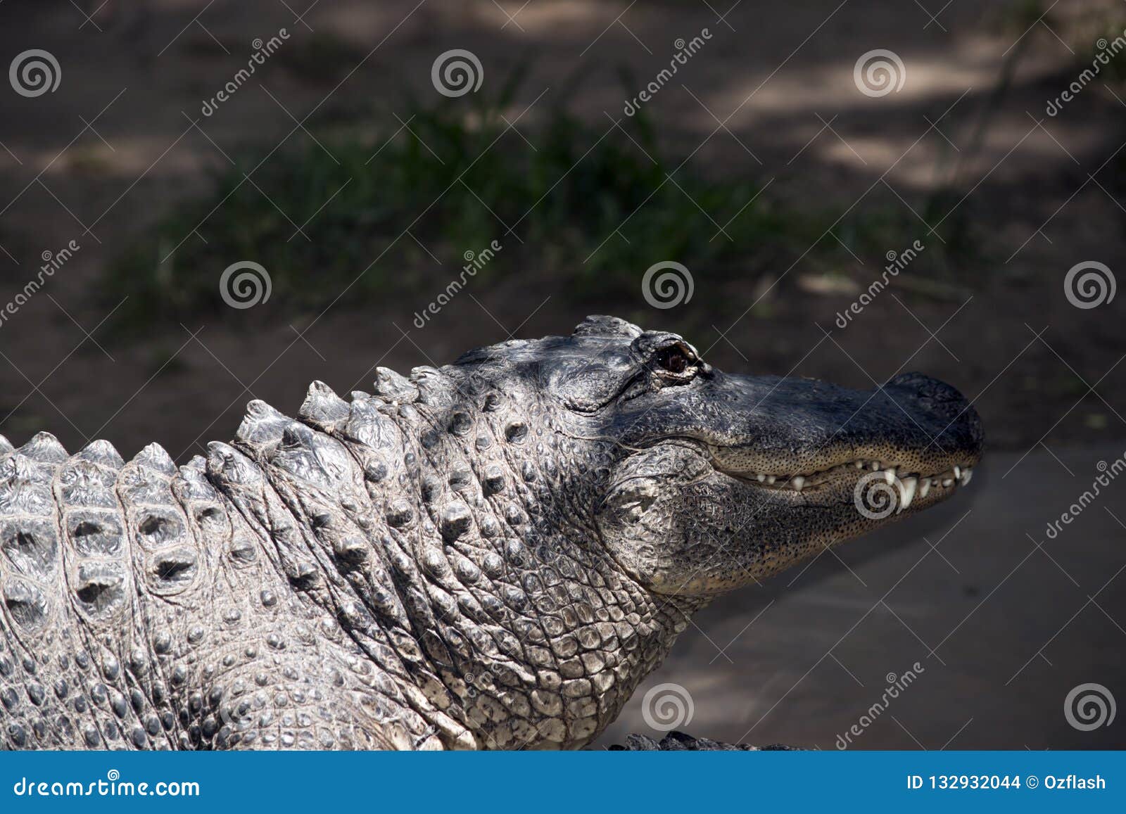 Alligator close up stock photo. Image of scales, animal - 132932044