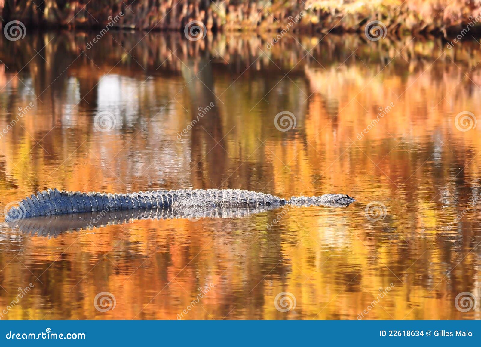 Alligator in Colorful Water Stock Photo - Image of hunting, green: 22618634