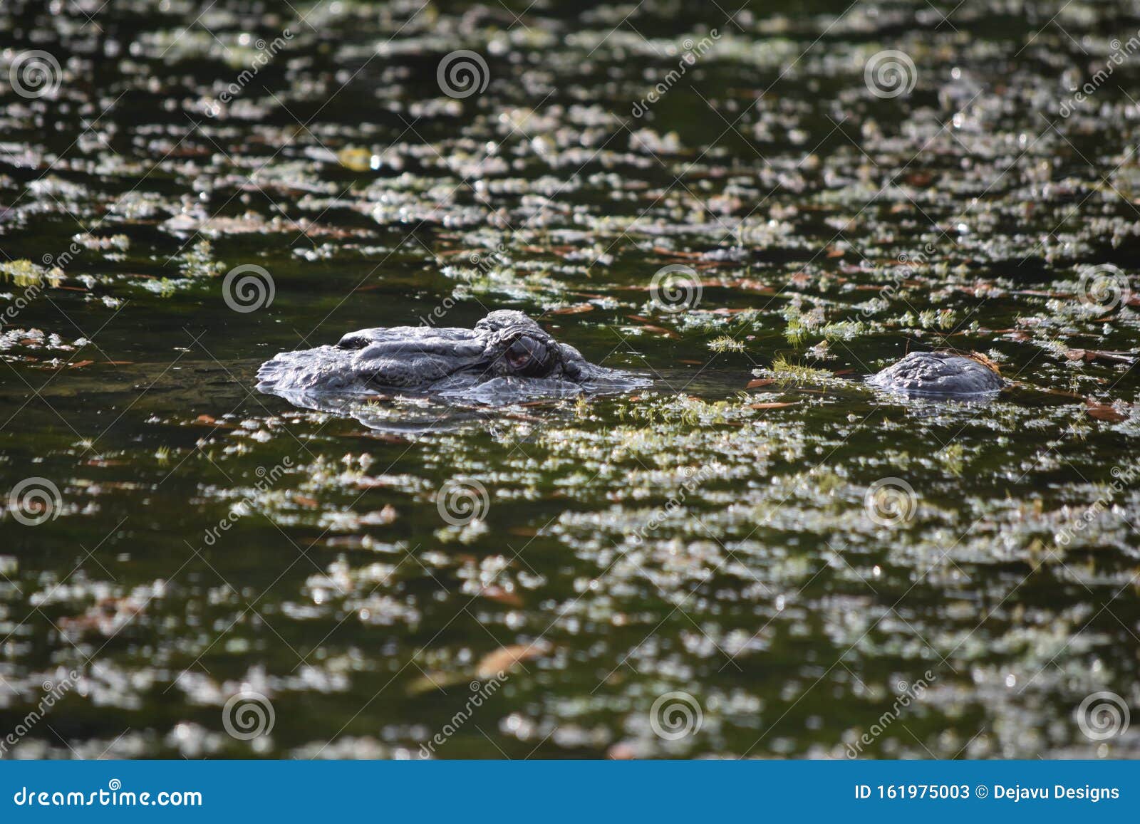 An Alligator that Could Easily Be Mistaken for a Log Stock Image ...