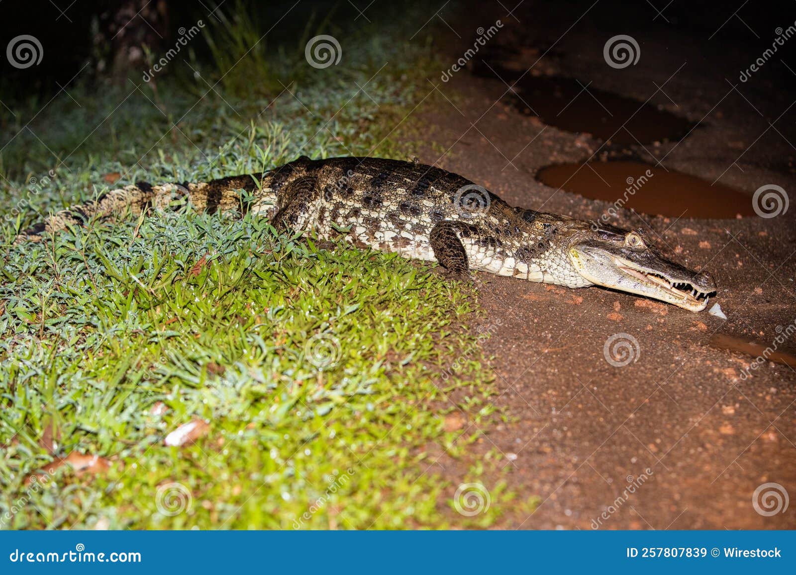 Alligator Crawling on the Ground during Nighttime Stock Image - Image ...