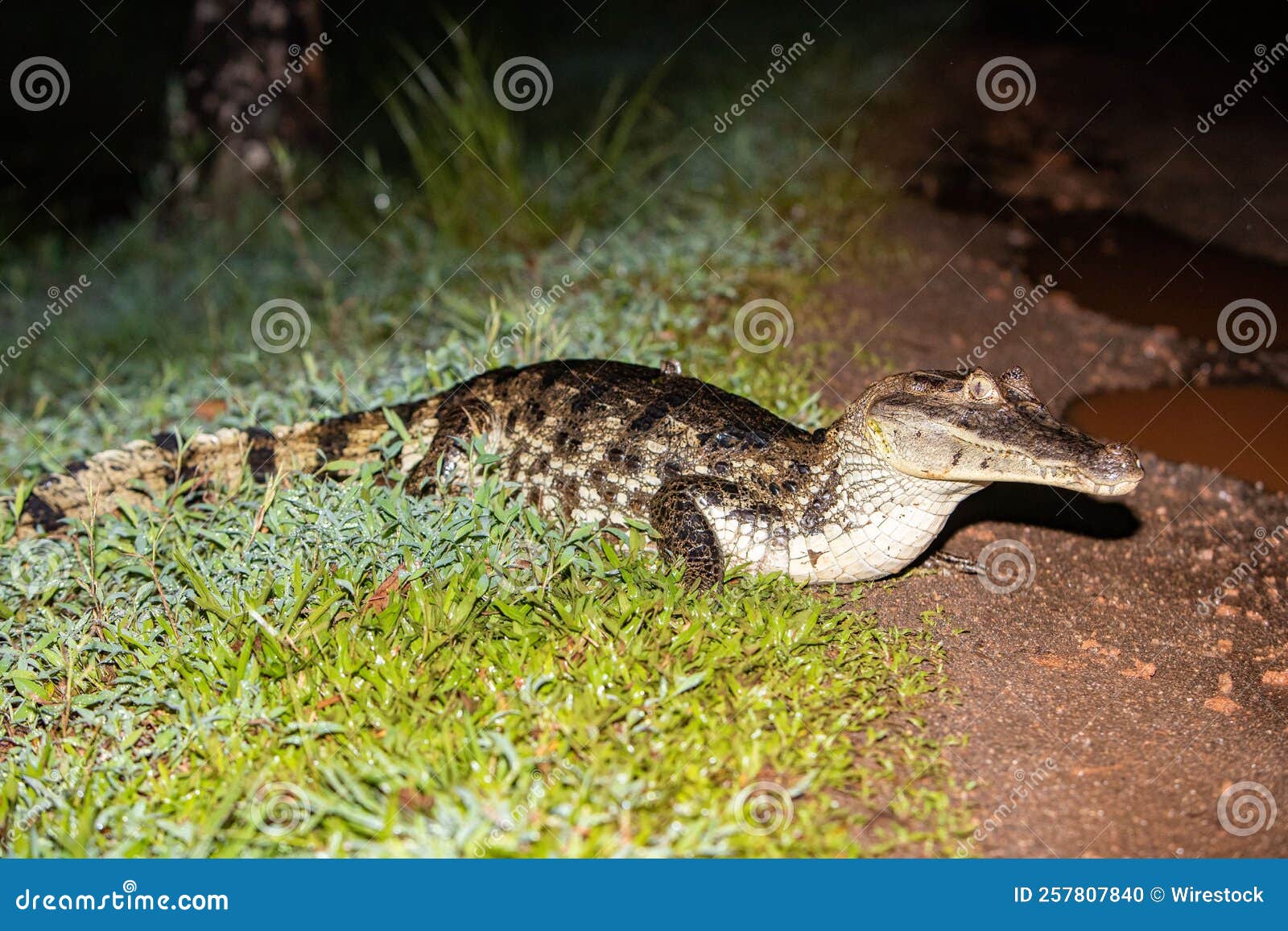 Alligator Crawling on the Ground during Nighttime Stock Photo - Image ...