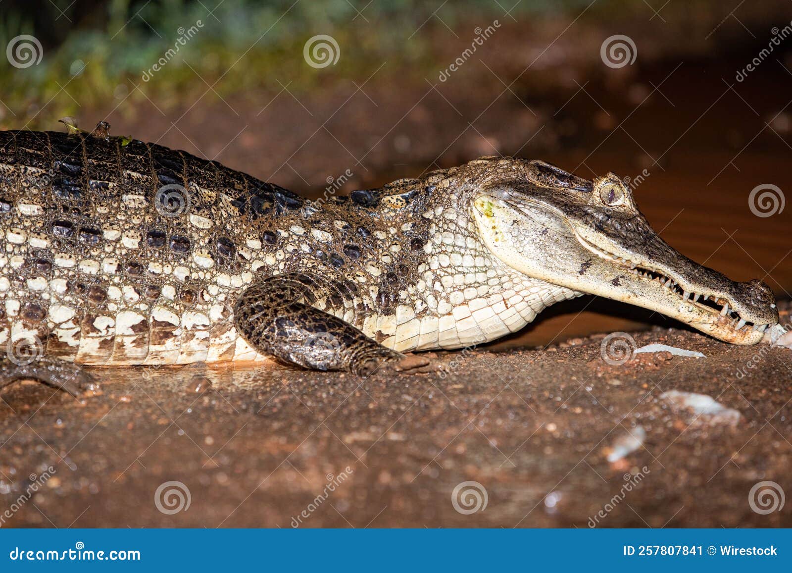Alligator Crawling on the Ground during Nighttime Stock Image - Image ...