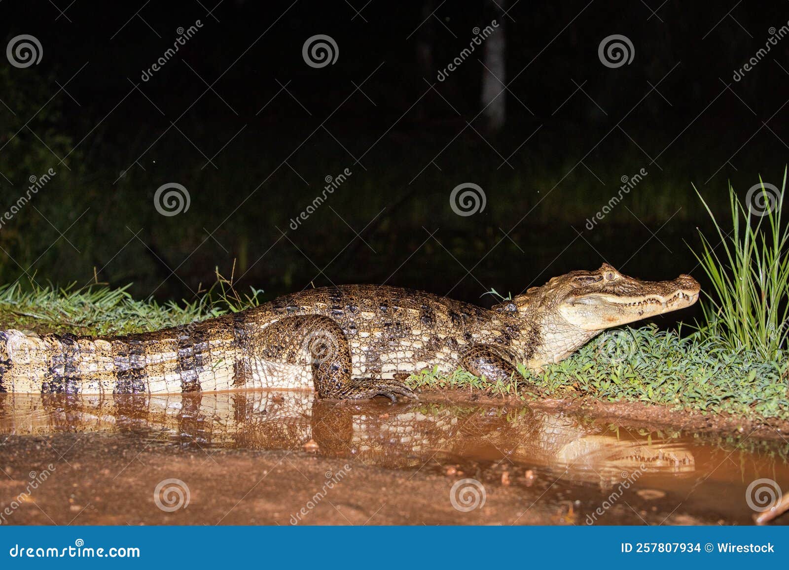 Alligator Crawling on the Ground during Nighttime Stock Photo - Image ...