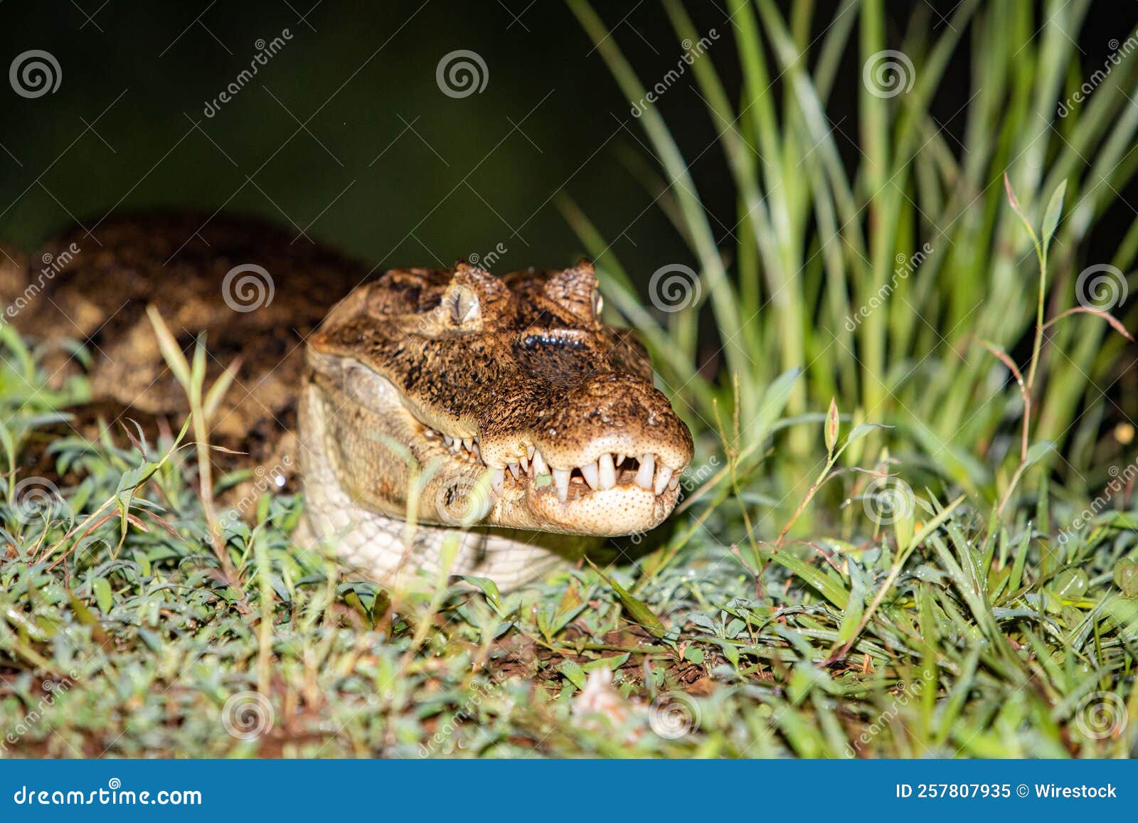 Alligator Crawling on the Ground during Nighttime Stock Image - Image ...