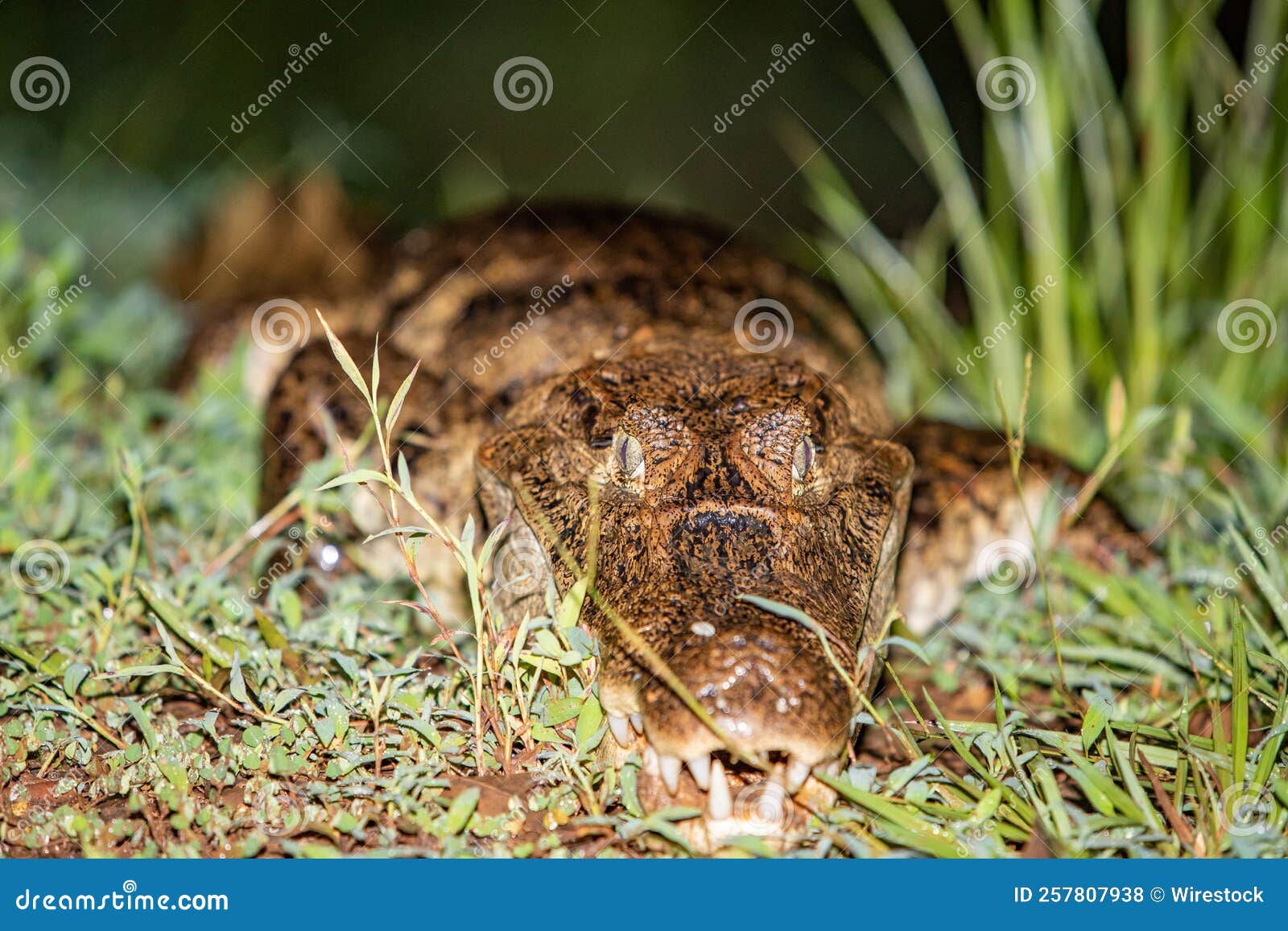 Alligator Crawling on the Ground during Nighttime Stock Photo - Image ...
