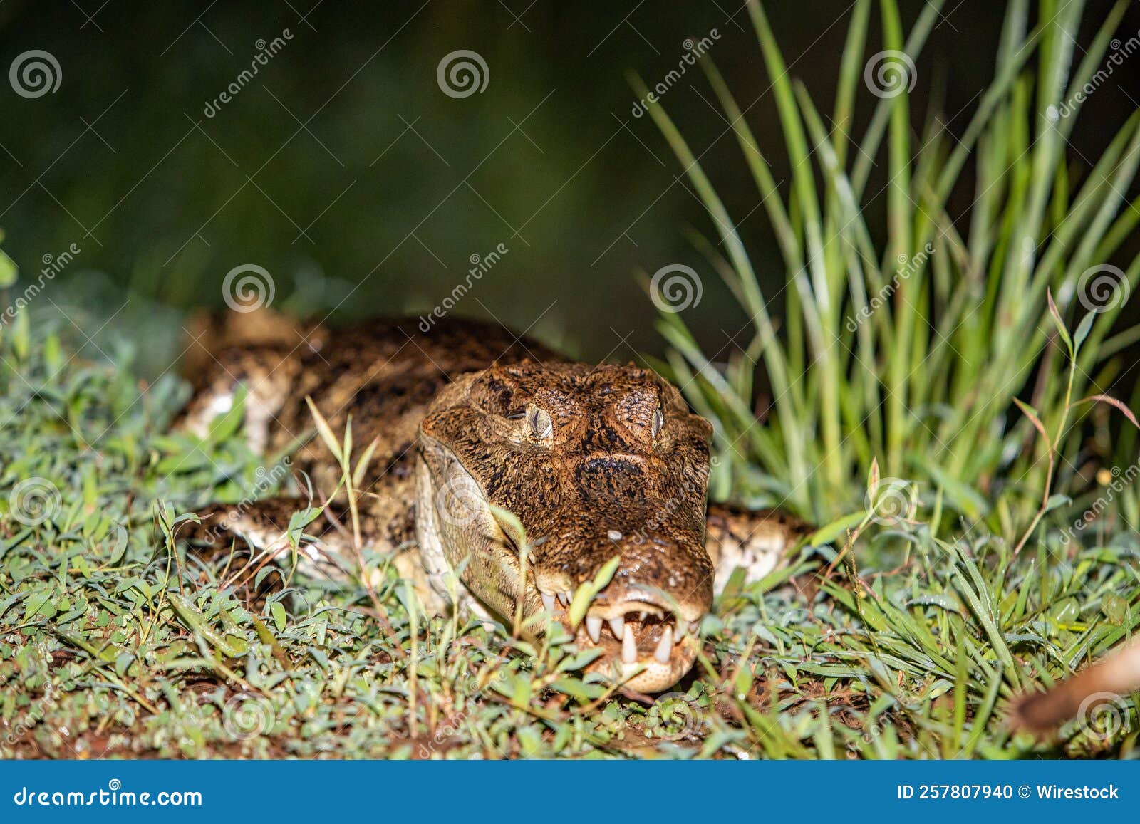 Alligator Crawling on the Ground during Nighttime Stock Photo - Image ...