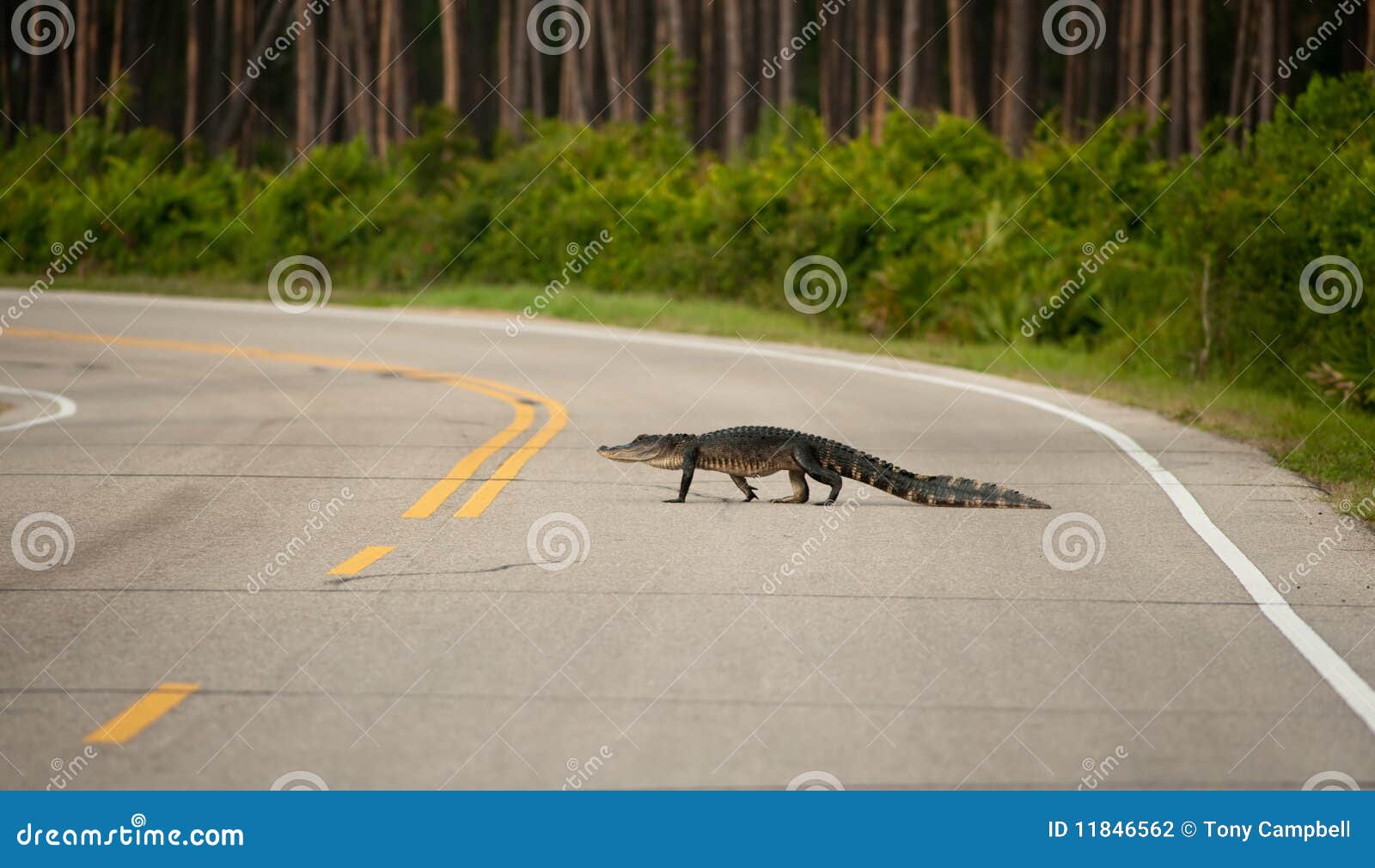 Alligator Crossing the Road Stock Photo - Image of alligator, marks ...