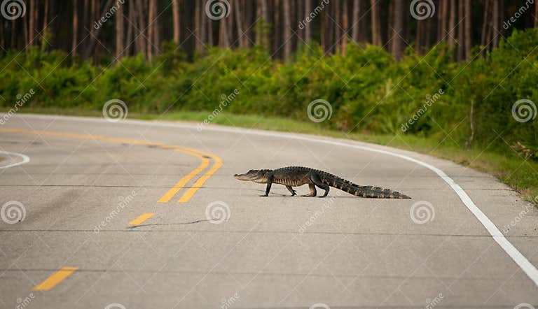Alligator Crossing the Road Stock Photo - Image of alligator, marks ...