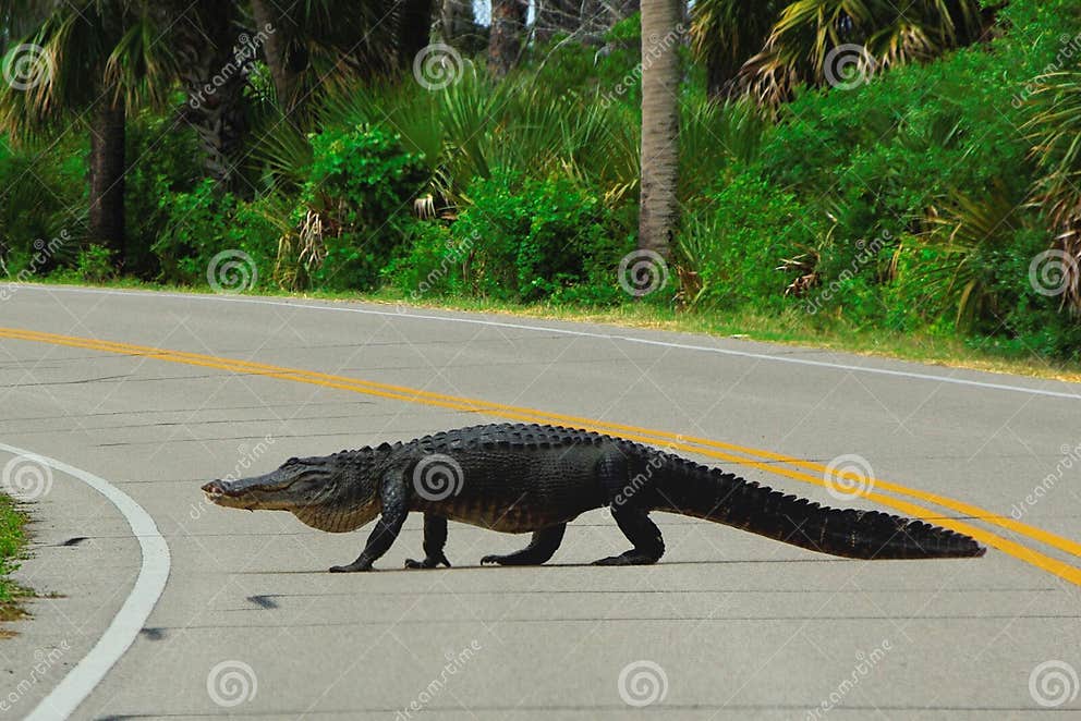 Alligator crossing road stock image. Image of street - 14846005