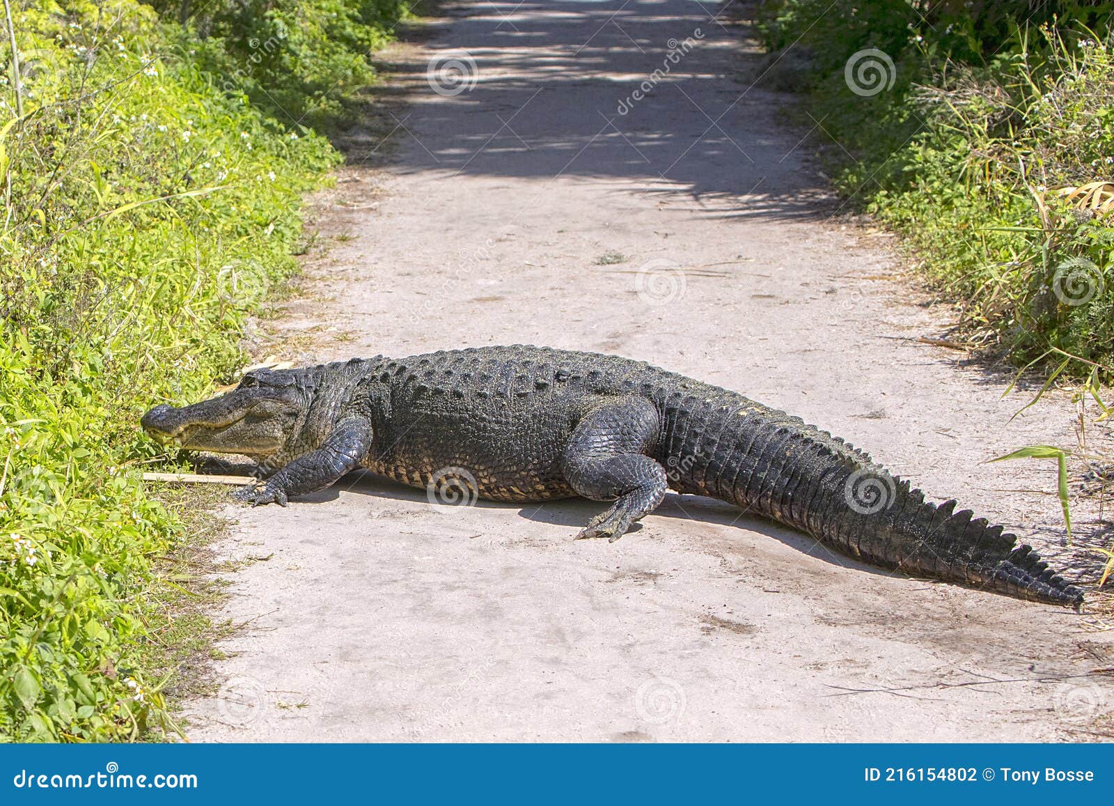 Alligator Crossing a Walking Path Stock Photo - Image of environment ...