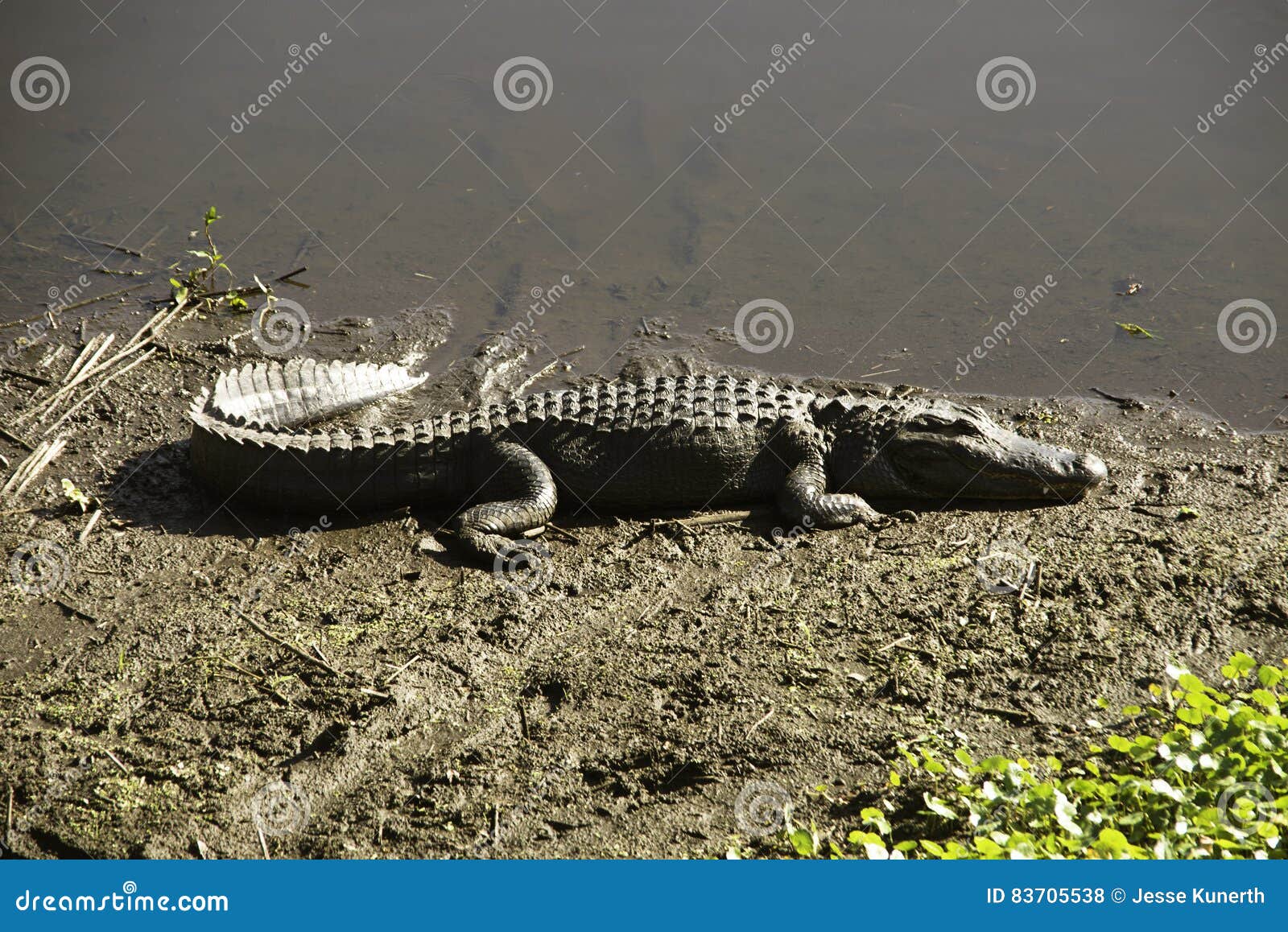 Alligator Die in De Zon Zonnebaadt Stock Foto - Image of alligator, park: 83705538
