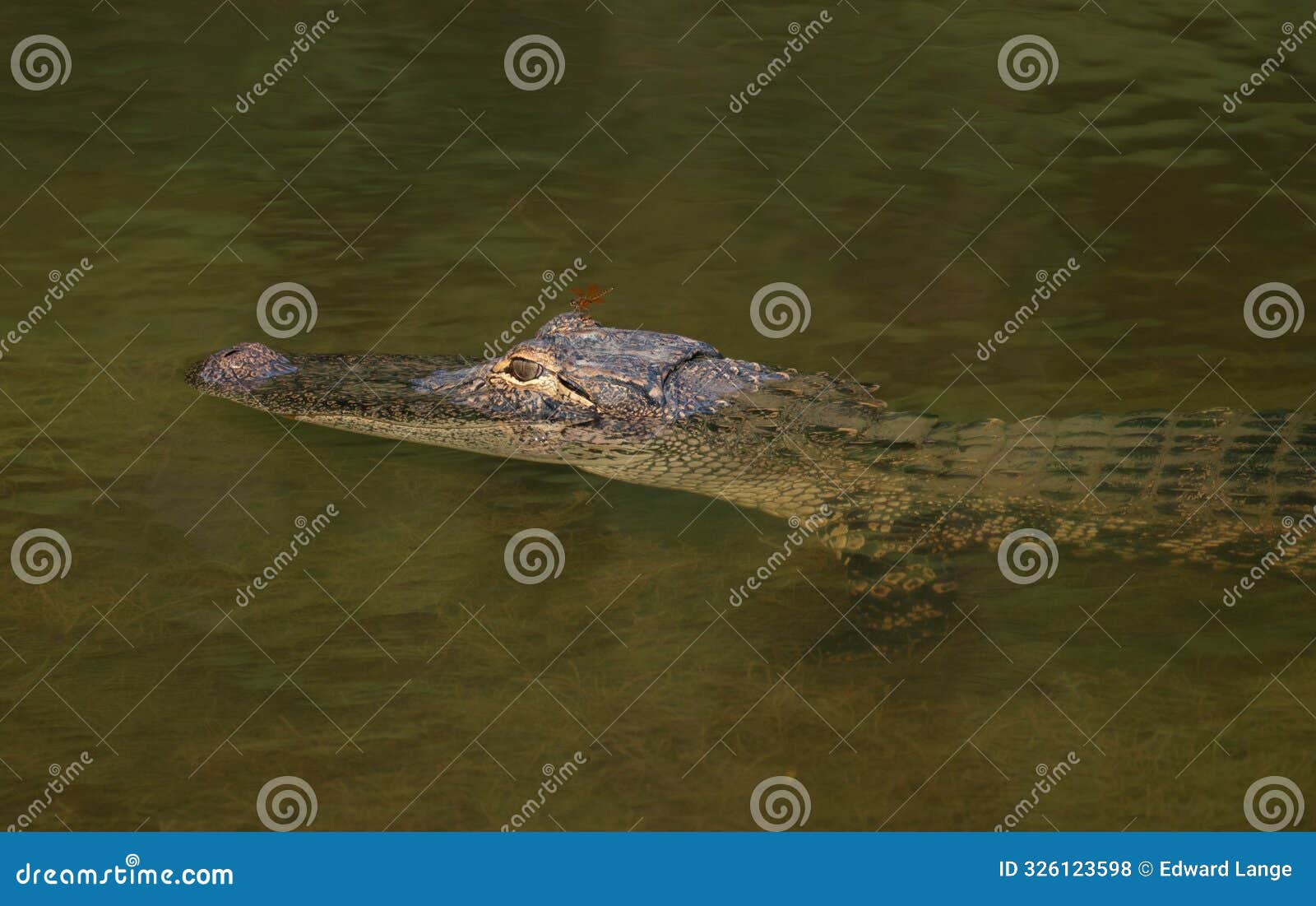 Alligator and dragon fly stock photo. Image of animals - 326123598