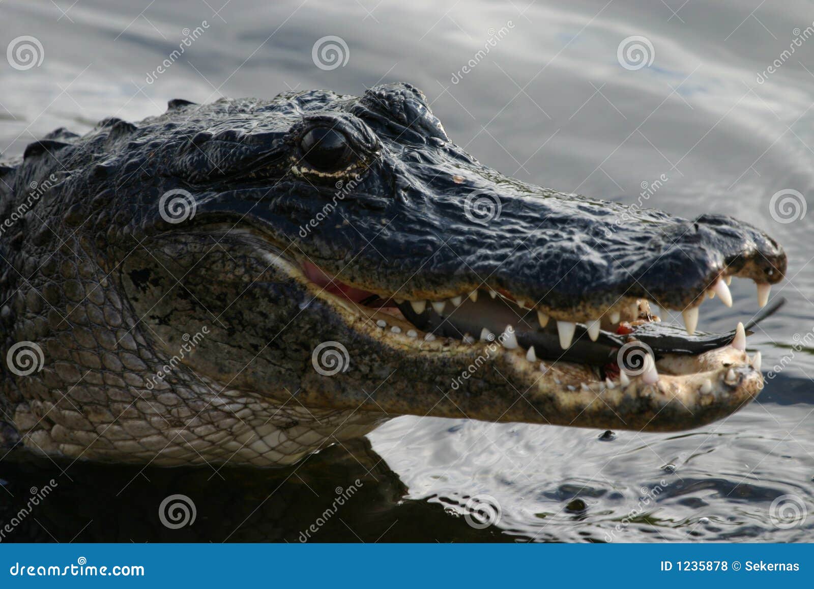 Alligator eating catfish stock photo. Image of fish, feeding - 1235878
